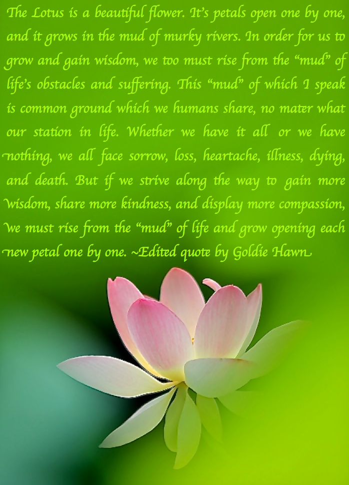 The Lotus is… | Sacred Touches