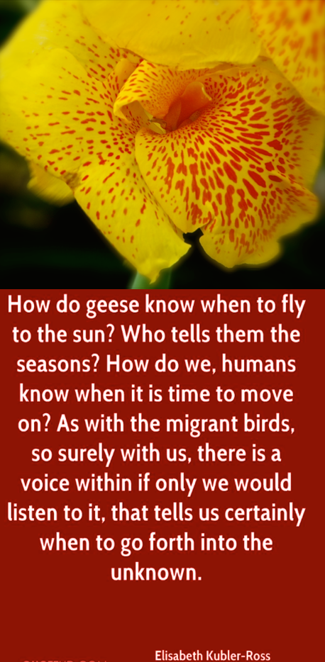 How do geese… | Sacred Touches